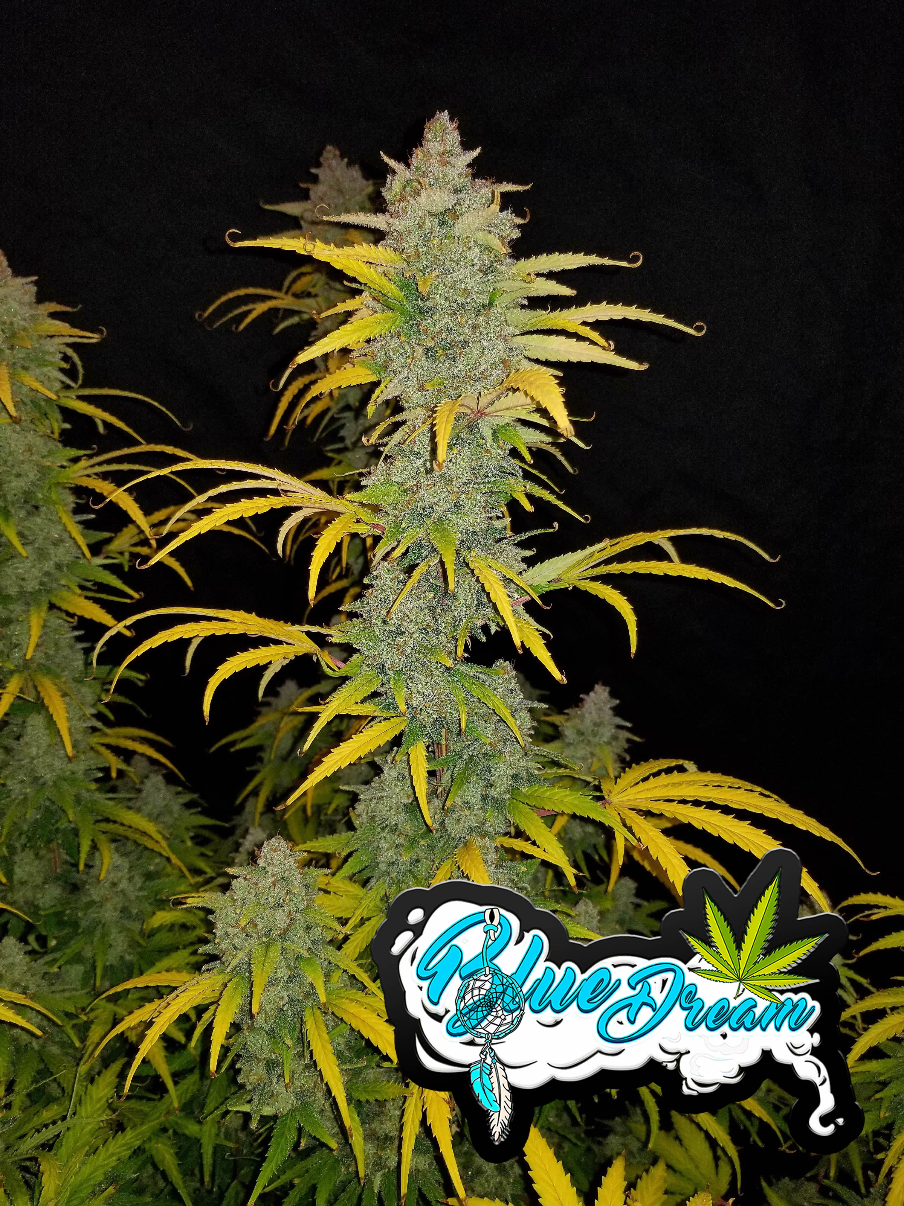 Blue Dream Matic – FastBuds Chile