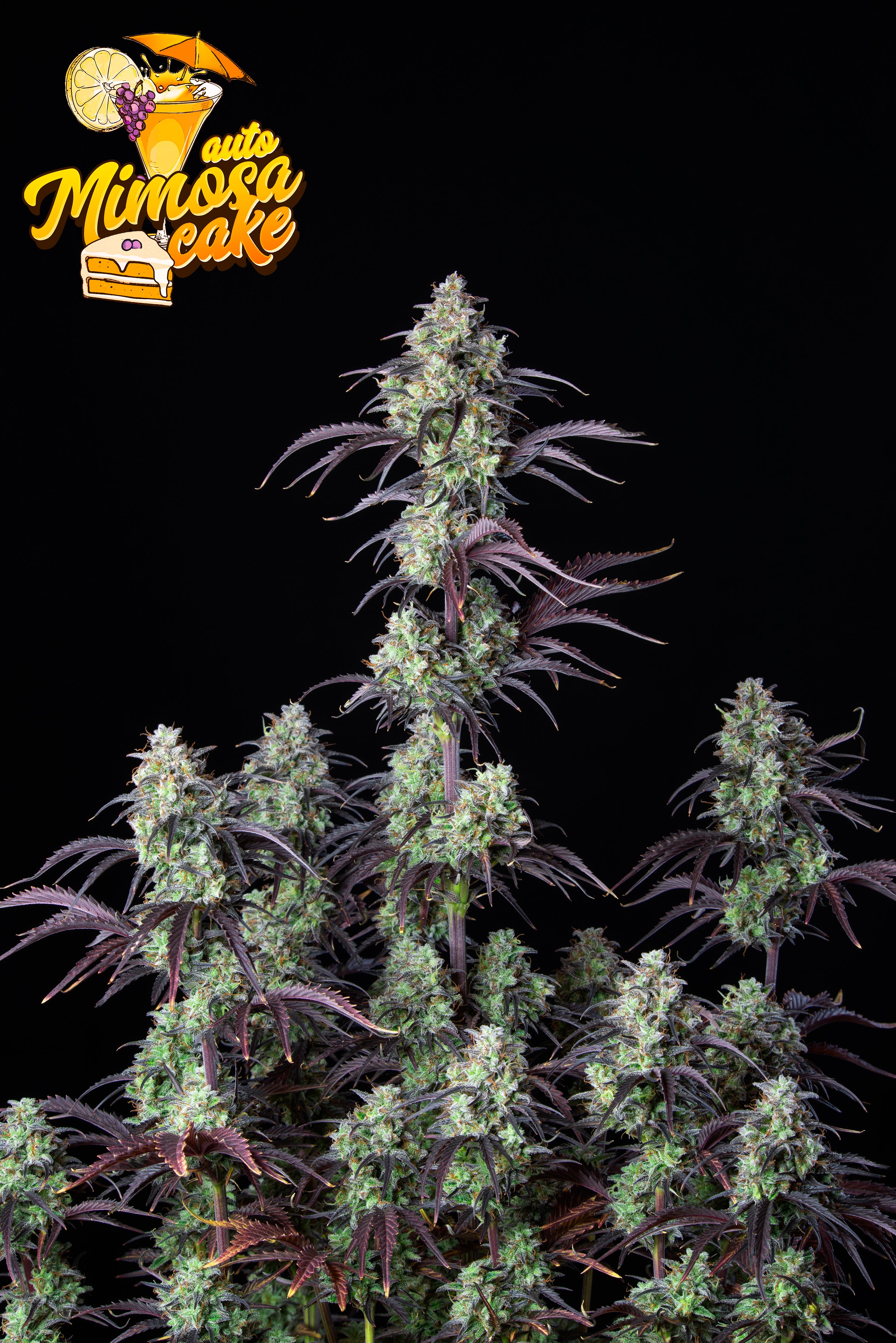 Mimosa Cake – FastBuds Chile