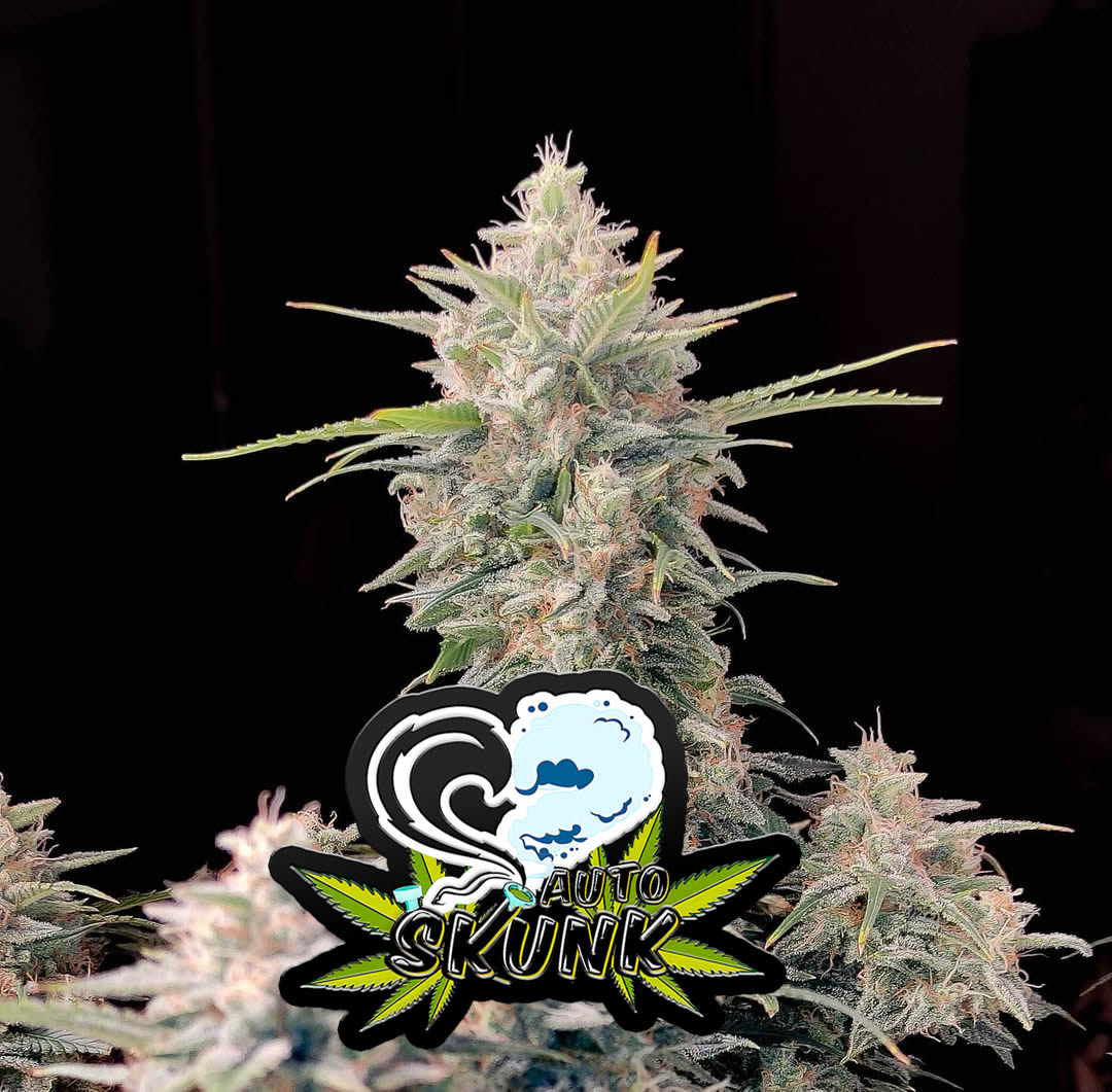 Skunk Auto – FastBuds Chile